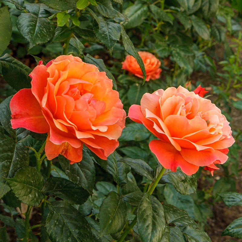 Livin' Easy™ Floribunda Rose | Gurney's – Gurneys