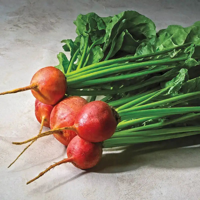 Touchstone Gold Beet | Gurney's Seed & Nursery Co.