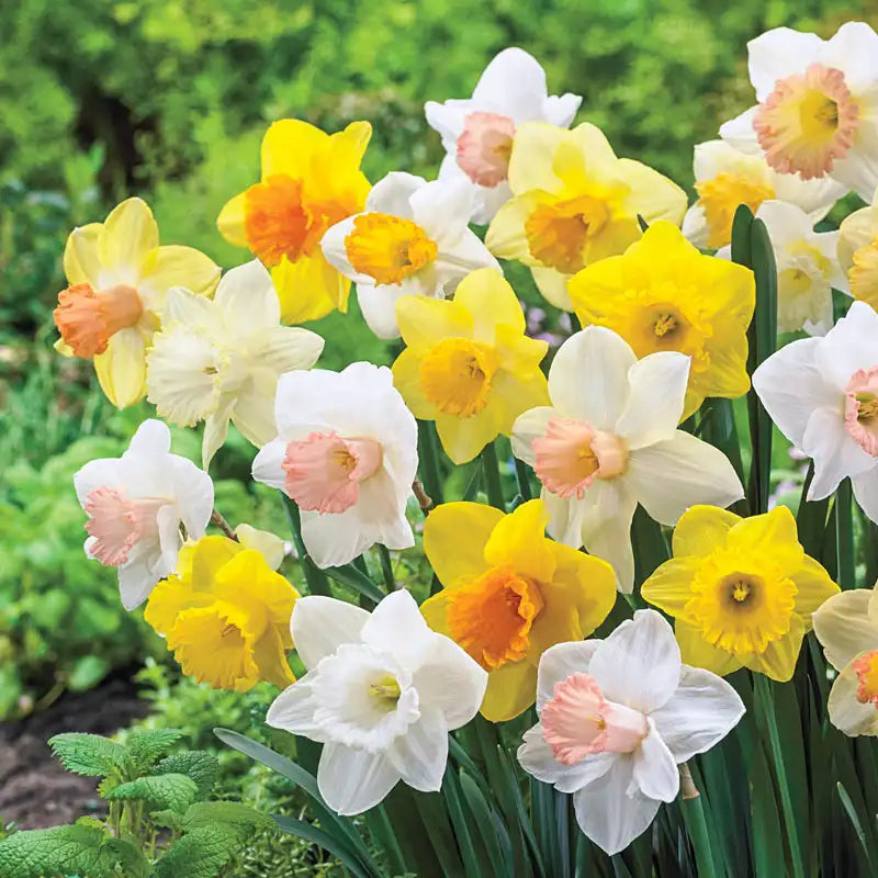 Giant Trumpet Daffodils for Naturalizing: Narcissus Bulbs – Gurney's ...