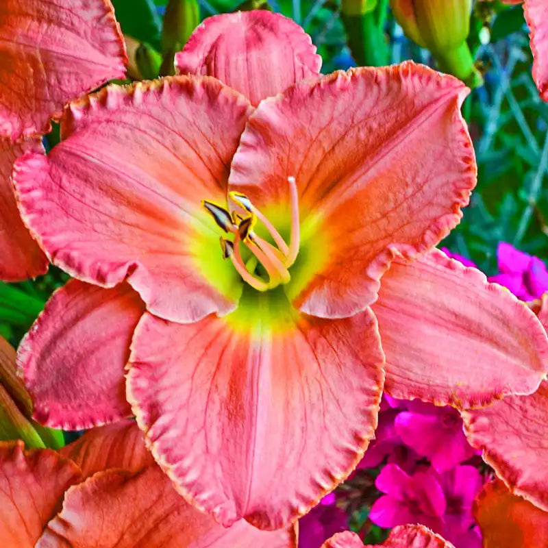 Scottish Fantasy Reblooming Daylily – Gurney's Seed & Nursery Co.