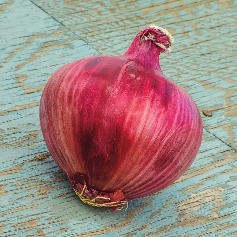 Red Burgundy Onion: Onion Seeds and Bunches from Gurney's Seed ...