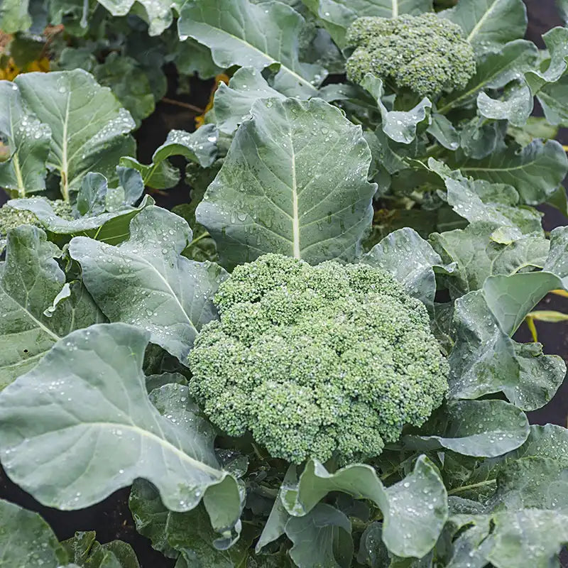 Premium Crop Hybrid Broccoli | Gurney's Seed & Nursery Co.