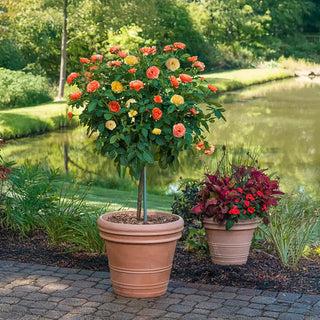 Livin' Easy™ Floribunda Rose | Gurney's Seed & Nursery Co. – Gurneys