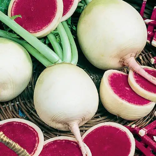 Watermelon Winter Radish | Gurney's Seed & Nursery Co.