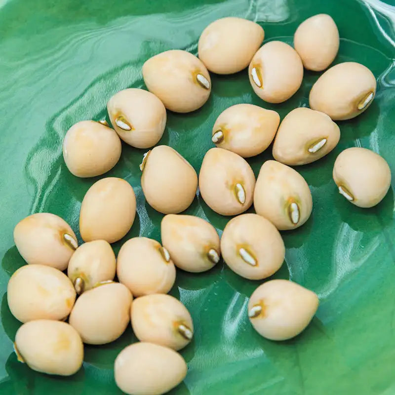 Zipper Cream Pea | Gurney's Seed & Nursery Co.
