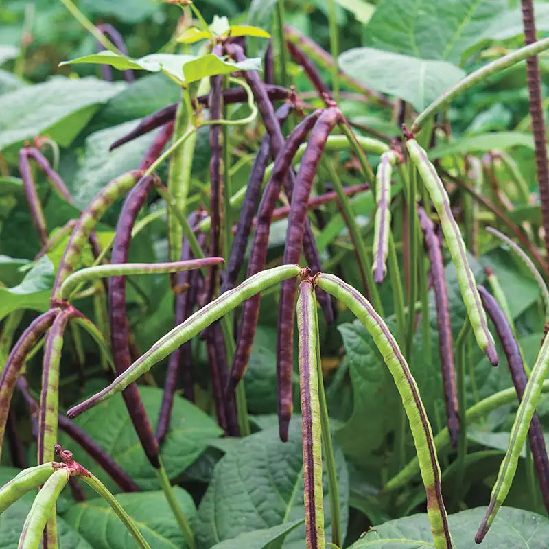 Quickpick Pinkeye Purplehull Pea | Gurney's Seed & Nursery Co.