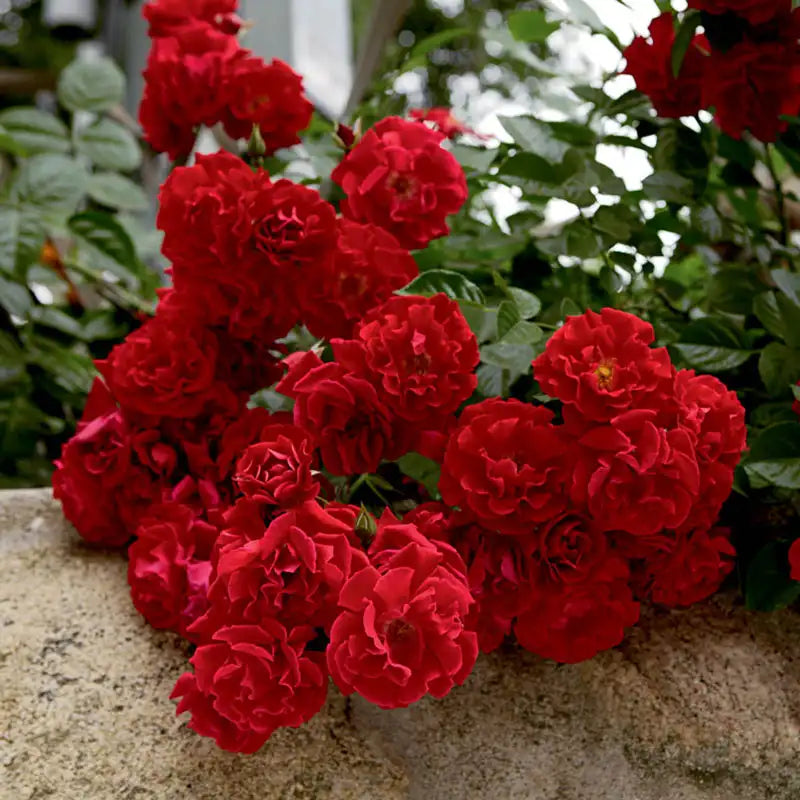 Red Ribbons® Ground Cover Rose Plant | Gurney's Seed & Nursery Co.