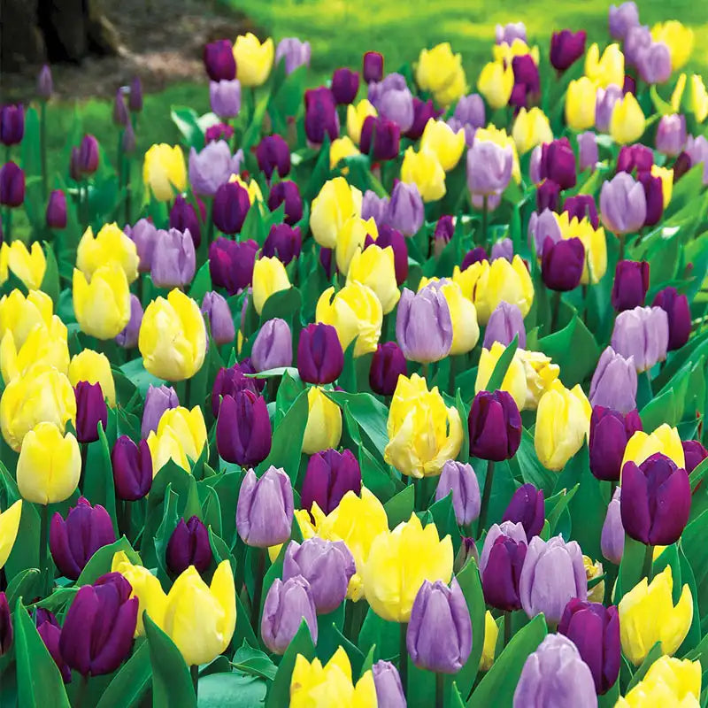 Royal Tulip Blend: Purple & Yellow Tulip Bulbs from Gurney's Seed ...