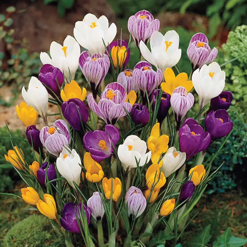 Giant Crocus for Naturalizing | Gurney's Seed & Nursery Co.
