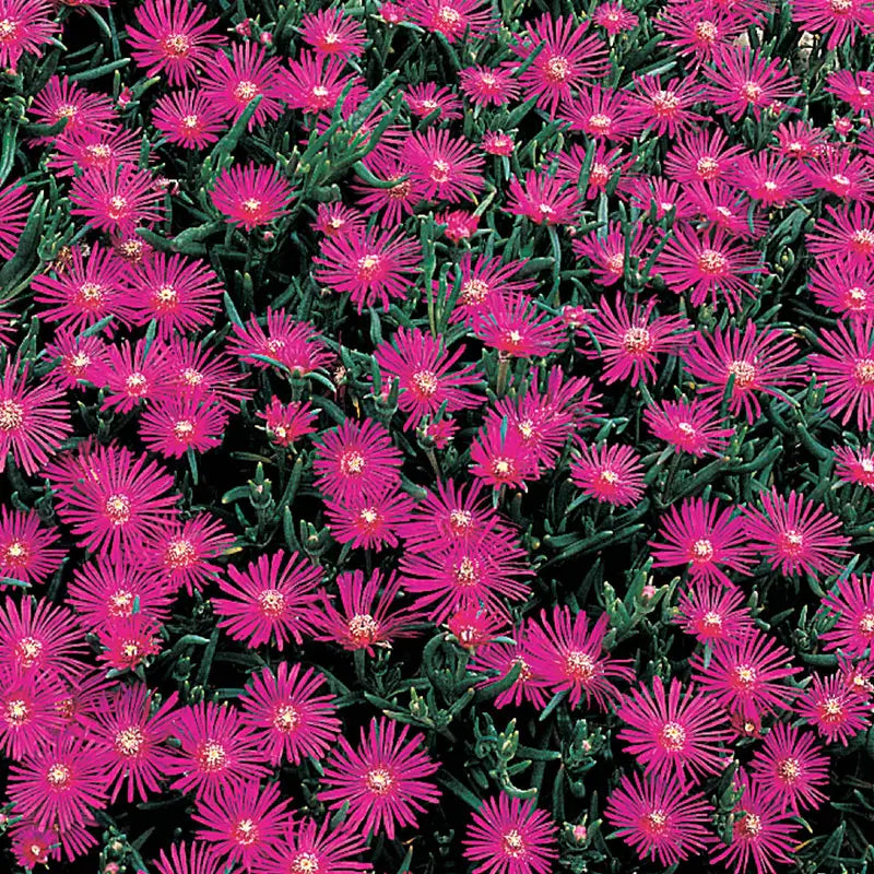 Purple Ice Plant | Gurney's Seed & Nursery Co.