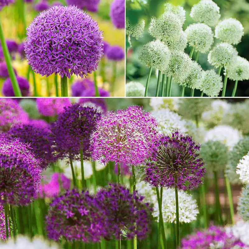 Deer-Proof Deluxe Allium for Borders | Bulbs from Gurney's Seed ...