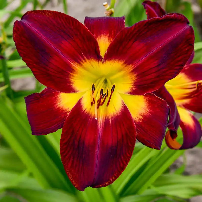 Persian Ruby Daylily | Perennials from Gurney's Seed & Nursery Co.
