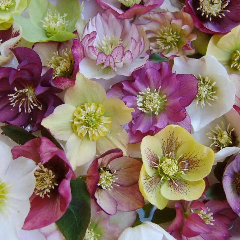 Brandywine Hellebore Mix | Shade Perennials from Gurney's Seed ...
