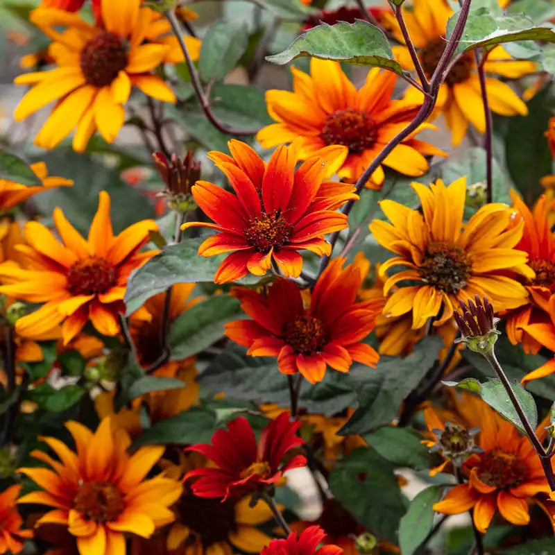 Bleeding Hearts False Sunflower | Perennials from Gurney's Seed ...