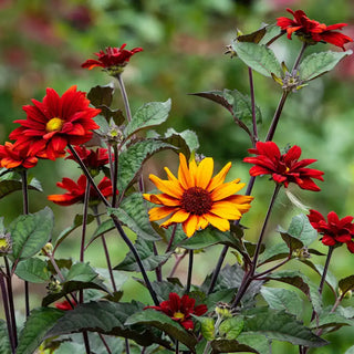 Bleeding Hearts False Sunflower | Perennials from Gurney's Seed ...