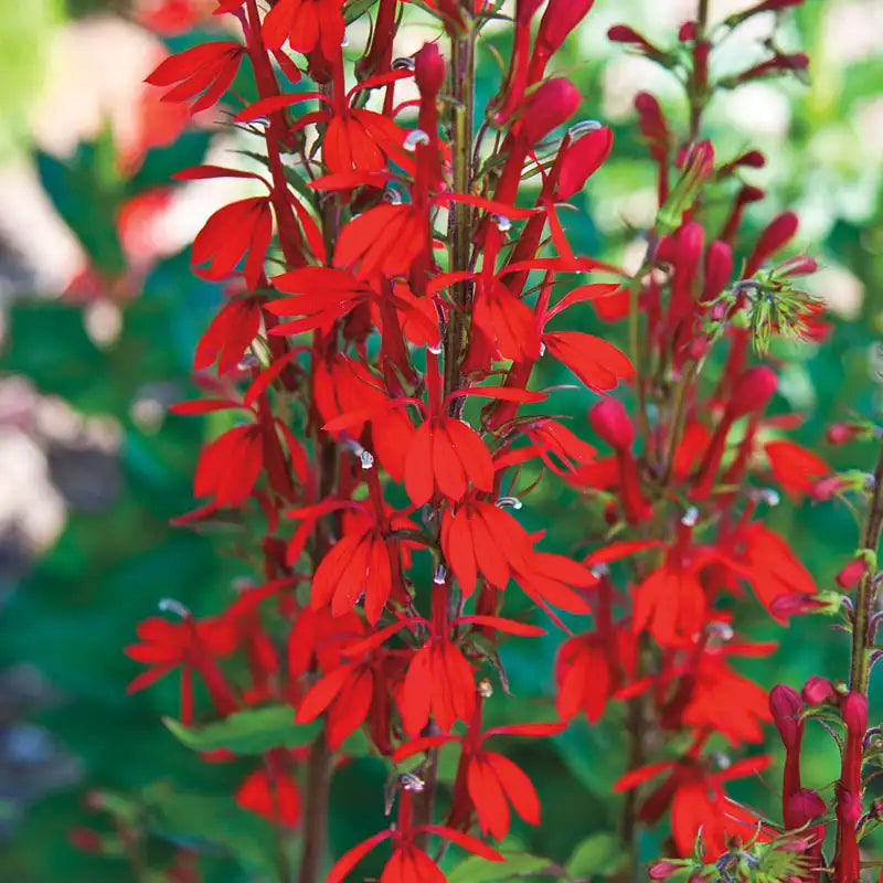 Cardinal Flower | Gurney's Seed & Nursery Co.