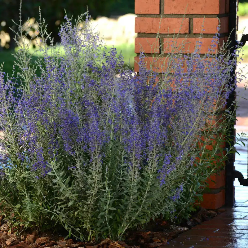 Blue Steel Perovskia – Gurney's Seed & Nursery Co.