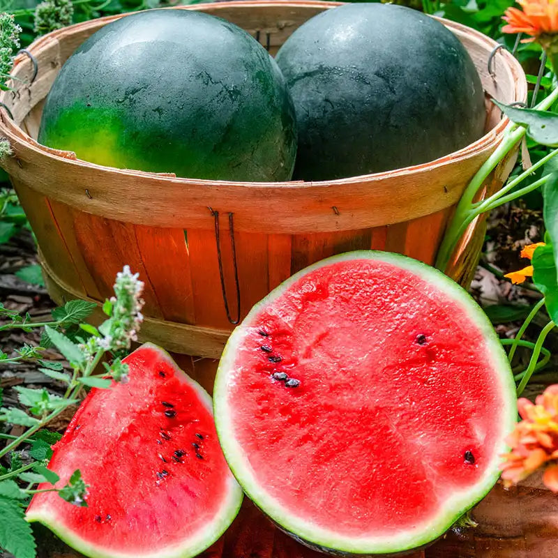 Sugar Punch Hybrid Watermelon | Gurney's Seed & Nursery Co.