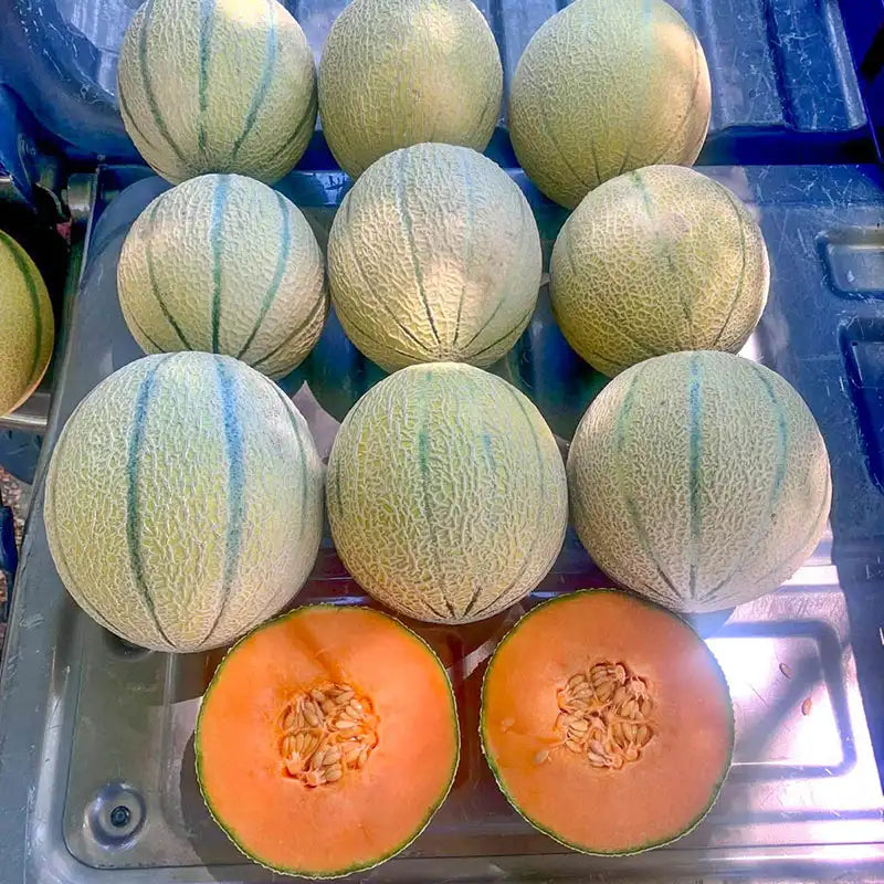 Anna's Charentais Cantaloupe | Gurney's Seed & Nursery Co.