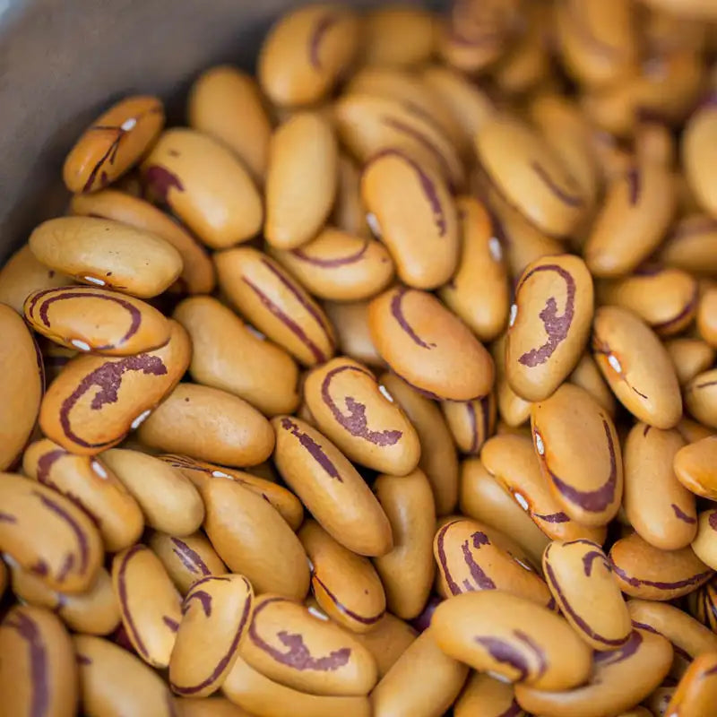 Tiger's Eye Shell Bean | Gurney's Seed & Nursery Co.