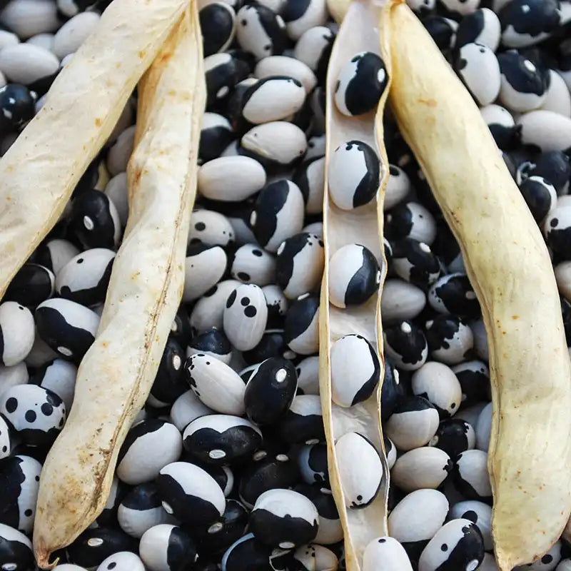 Calypso Shell Bean Seeds | Gurney's Seed & Nursery Co.