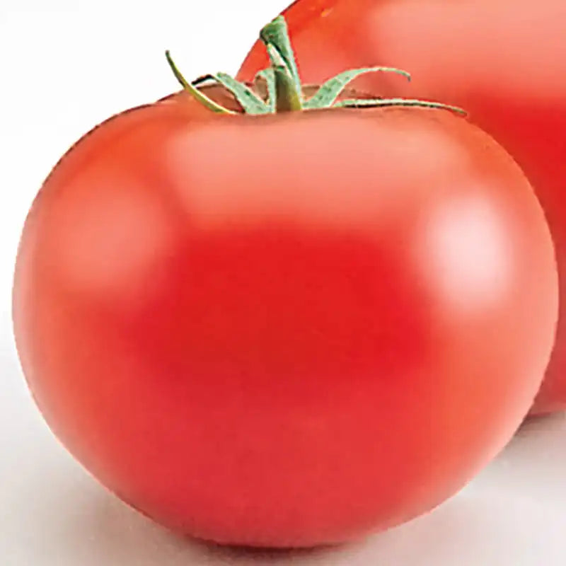 Heatmaster Hybrid Tomato Seeds from Gurney's Seed & Nursery Co.