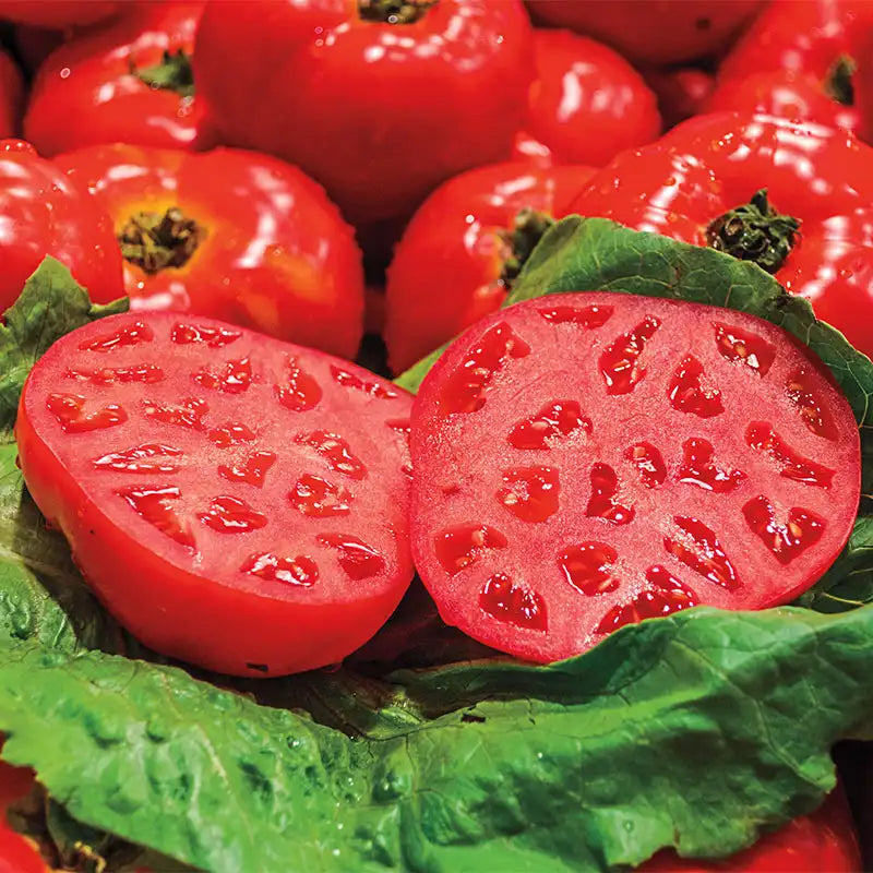 Gurney's® Ruby Monster Hybrid Tomato | Gurney's Seed & Nursery Co.