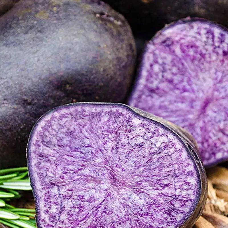 Purple Majesty Potato | Gurney's Seed & Nursery Co.