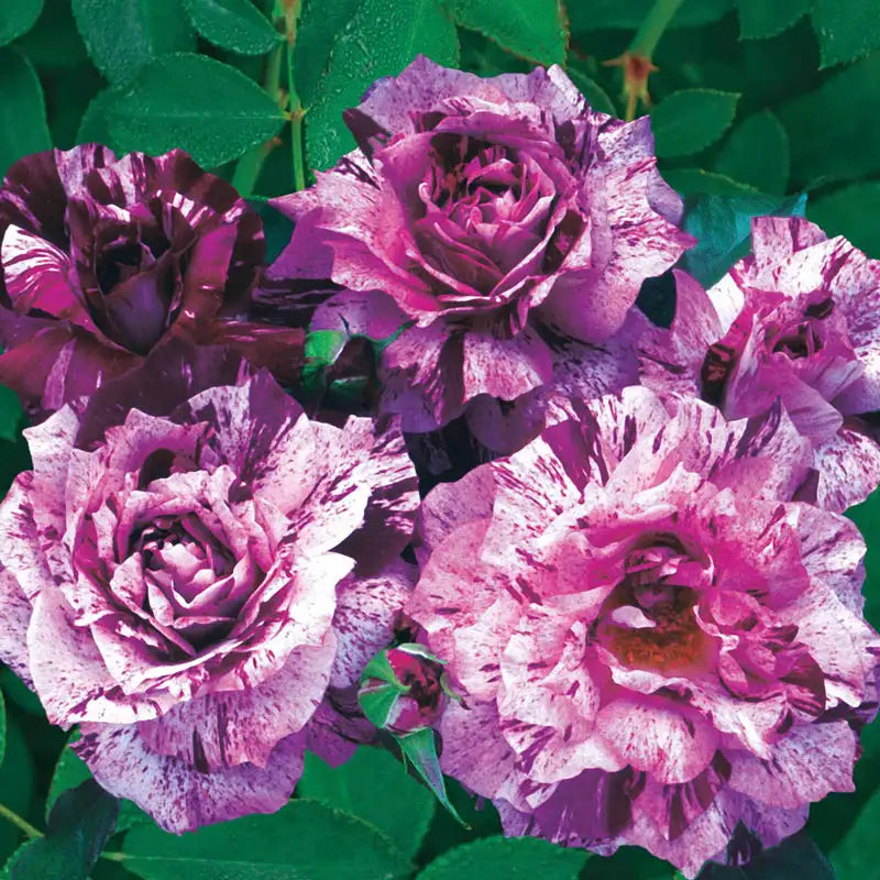 Purple Tiger Floribunda Rose | Gurney's Seed & Nursery Co.
