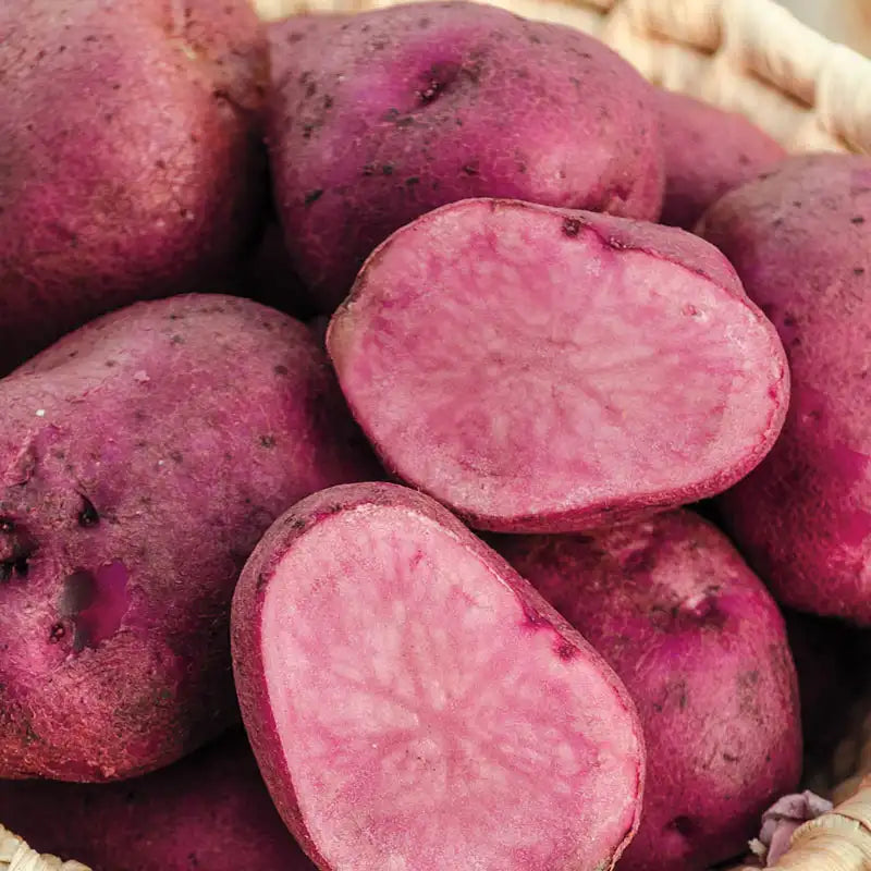 Mountain Rose Potato | Gurney's Seed & Nursery Co.