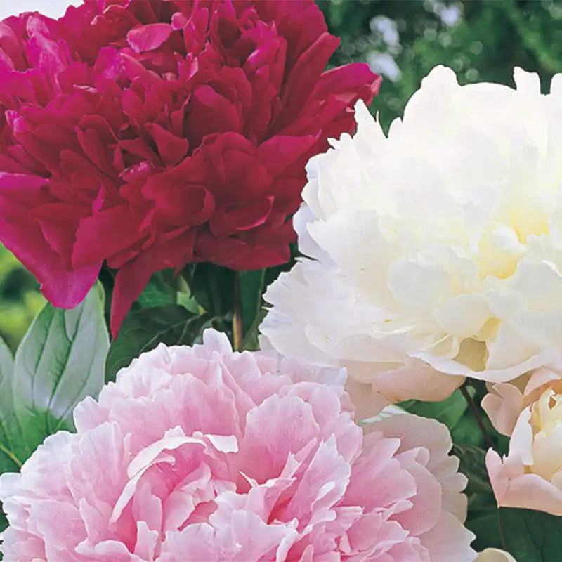 Giant Peony Plant Mix | Gurney's Seed & Nursery Co.