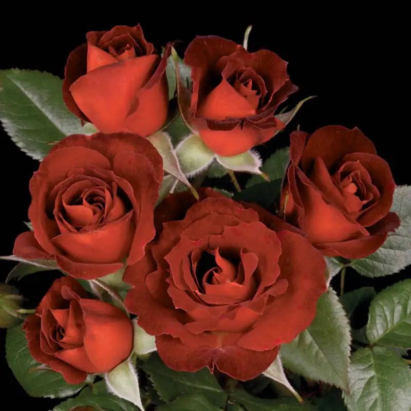 Coffee Bean Miniature Rose | Gurney's Seed & Nursery Co.