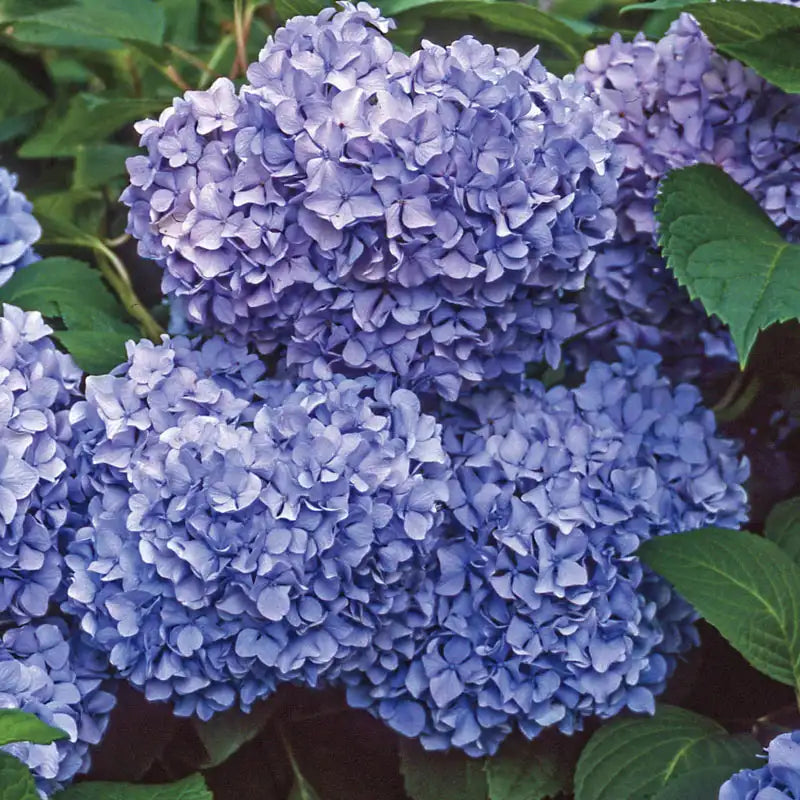 Penny Mac Reblooming Hydrangea | Gurney's Seed & Nursery Co.