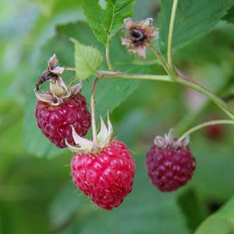 Willamette Raspberry – Gurney's Seed & Nursery Co.