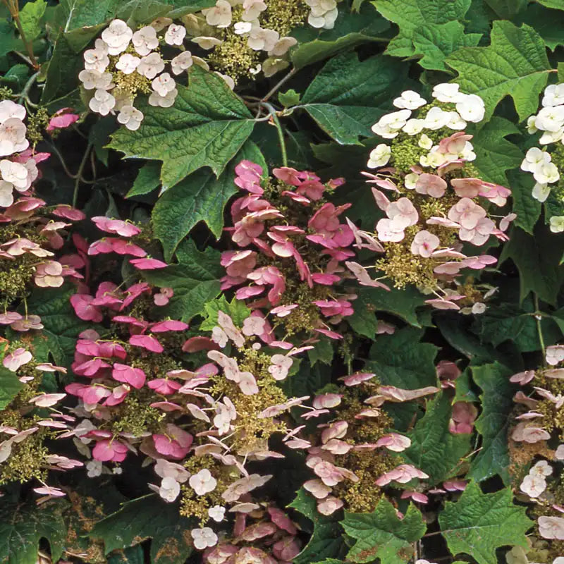 Pee Wee Hydrangea | Gurney's Seed & Nursery Co.