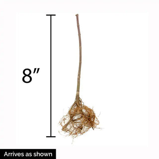 Born Free™ Thornless Black Raspberry Plant | Gurney's Seed & Nursery Co ...