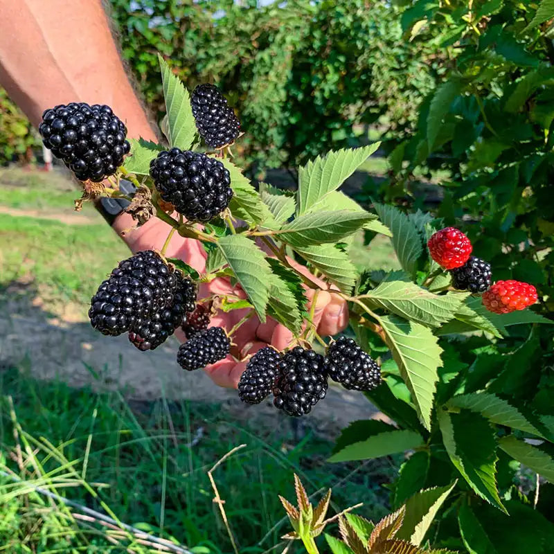 Sweet Giant Blackberry | Gurney's Seed & Nursery Co.
