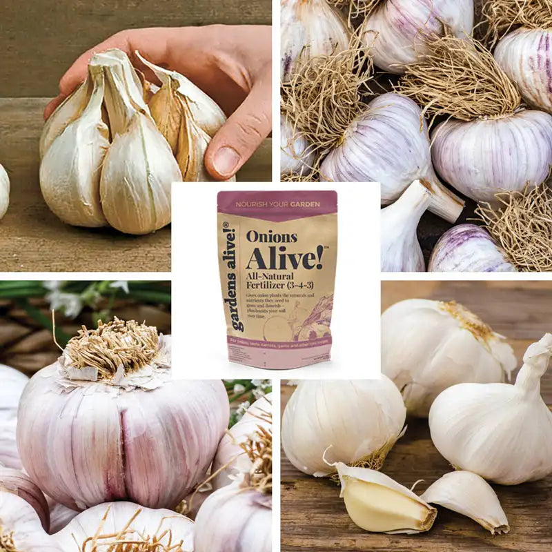 Ultimate Garlic Lovers Bundle – Gurney's Seed & Nursery Co.