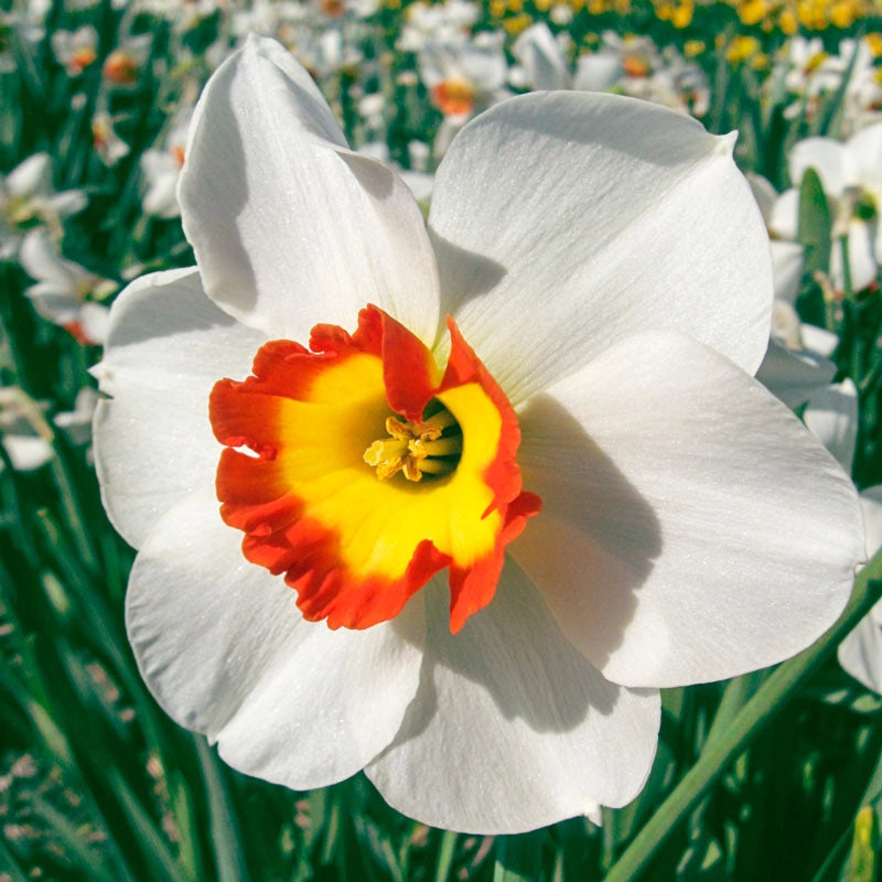 Large Cupped Daffodil Mixed | Gurney's Seed & Nursery Co.