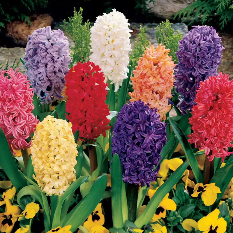 Hyacinth Mixed | Gurney's Seed & Nursery Co.