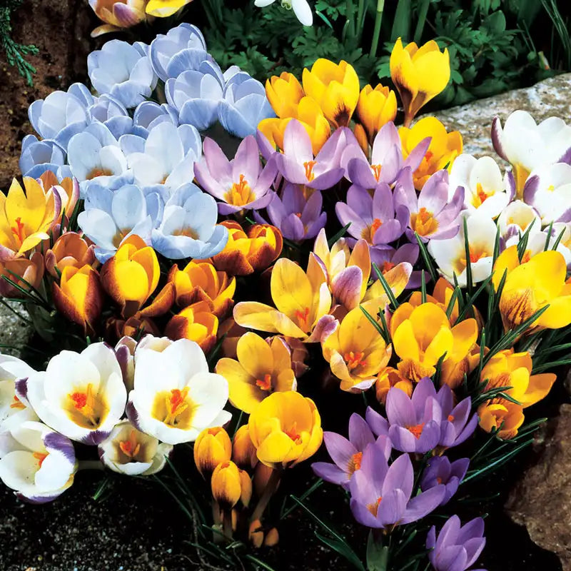 All Species Crocus Mix | Gurney's Seed & Nursery Co.