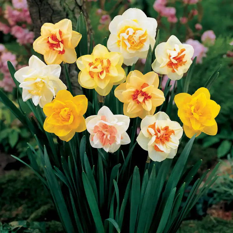 Double Daffodil Mix | Gurney's Seed & Nursery Co.