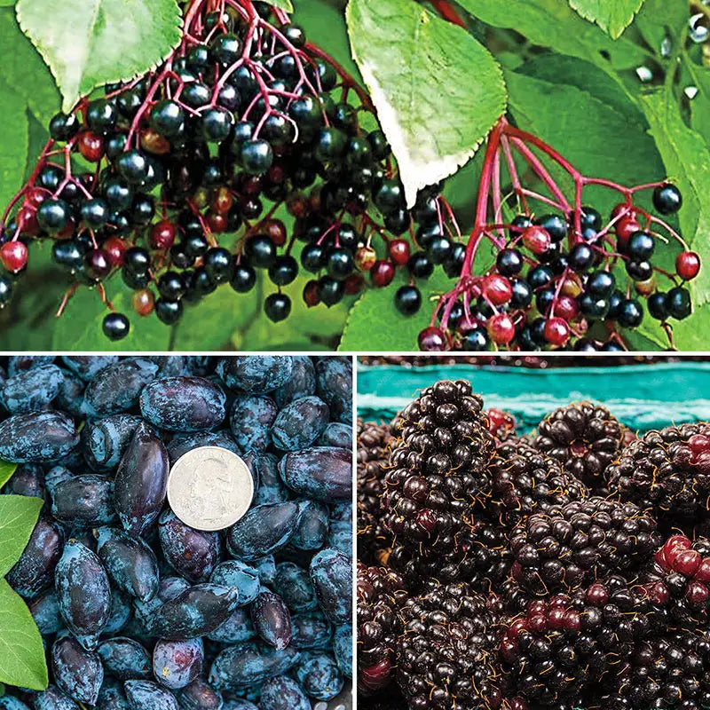 The All Season Native Fruit Collection – Gurney's Seed & Nursery Co.
