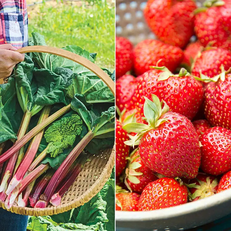 Just Right Rhubarb Strawberry Combo – Gurney's Seed & Nursery Co.