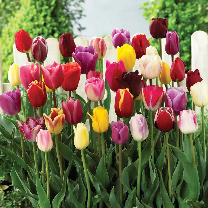 Triumph Tulip MIx | Gurney's Flower Bulbs