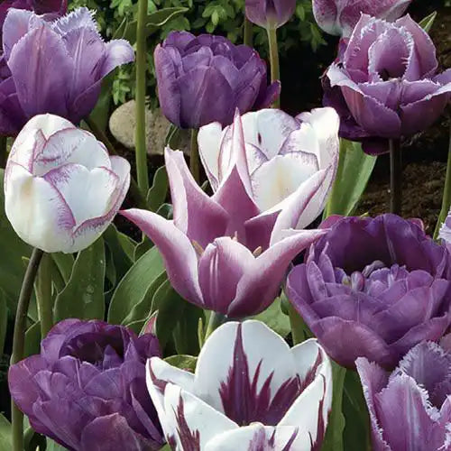Purple Perfection Duo Tulip | Gurney's Seed & Nursery Co.