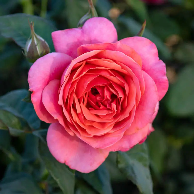 Miss Manners Grandiflora Rose | Gurney's Seed & Nursery Co.