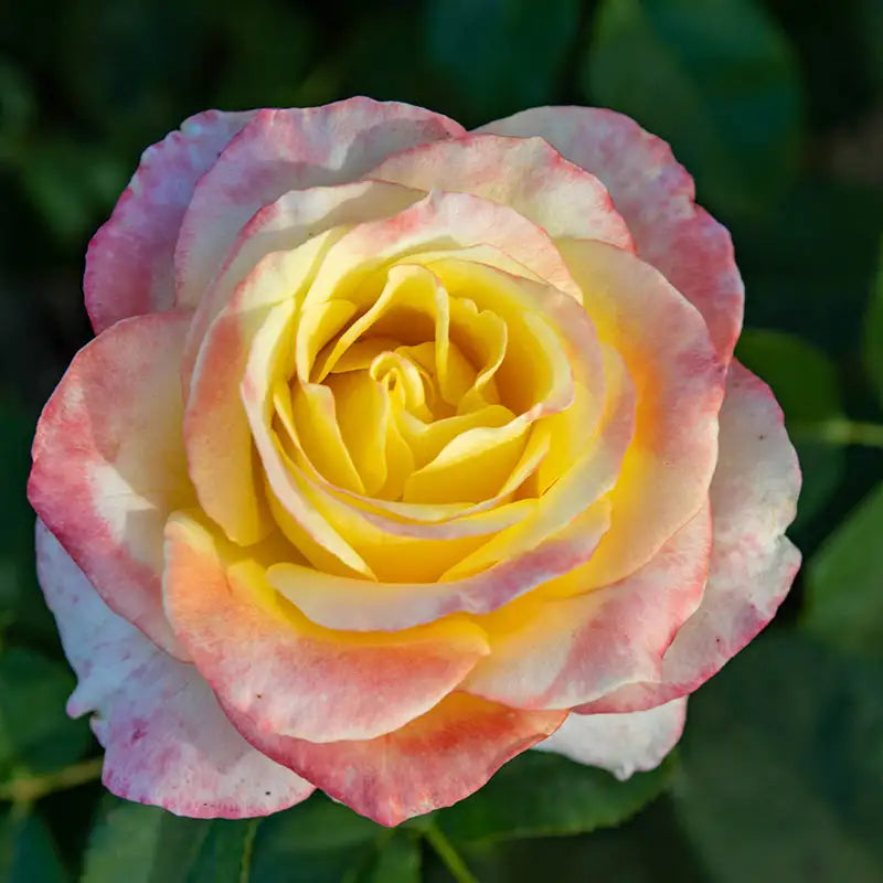 Make Me Blush Hybrid Tea Rose | Gurney's Seed & Nursery Co.