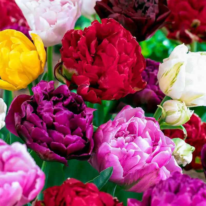 Double Late Tulip Mix | Gurney's Seed & Nursery Co.