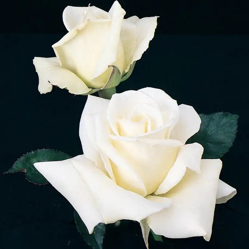 John F. Kennedy Hybrid Tea Rose – Gurney's Seed & Nursery Co.